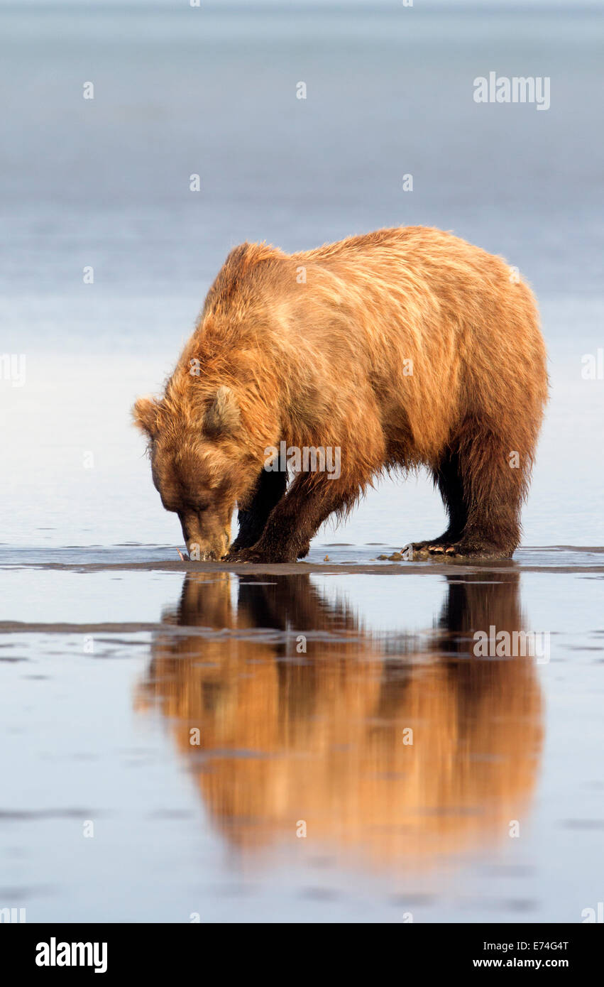 Grizzly bear reflection hi-res stock photography and images - Alamy