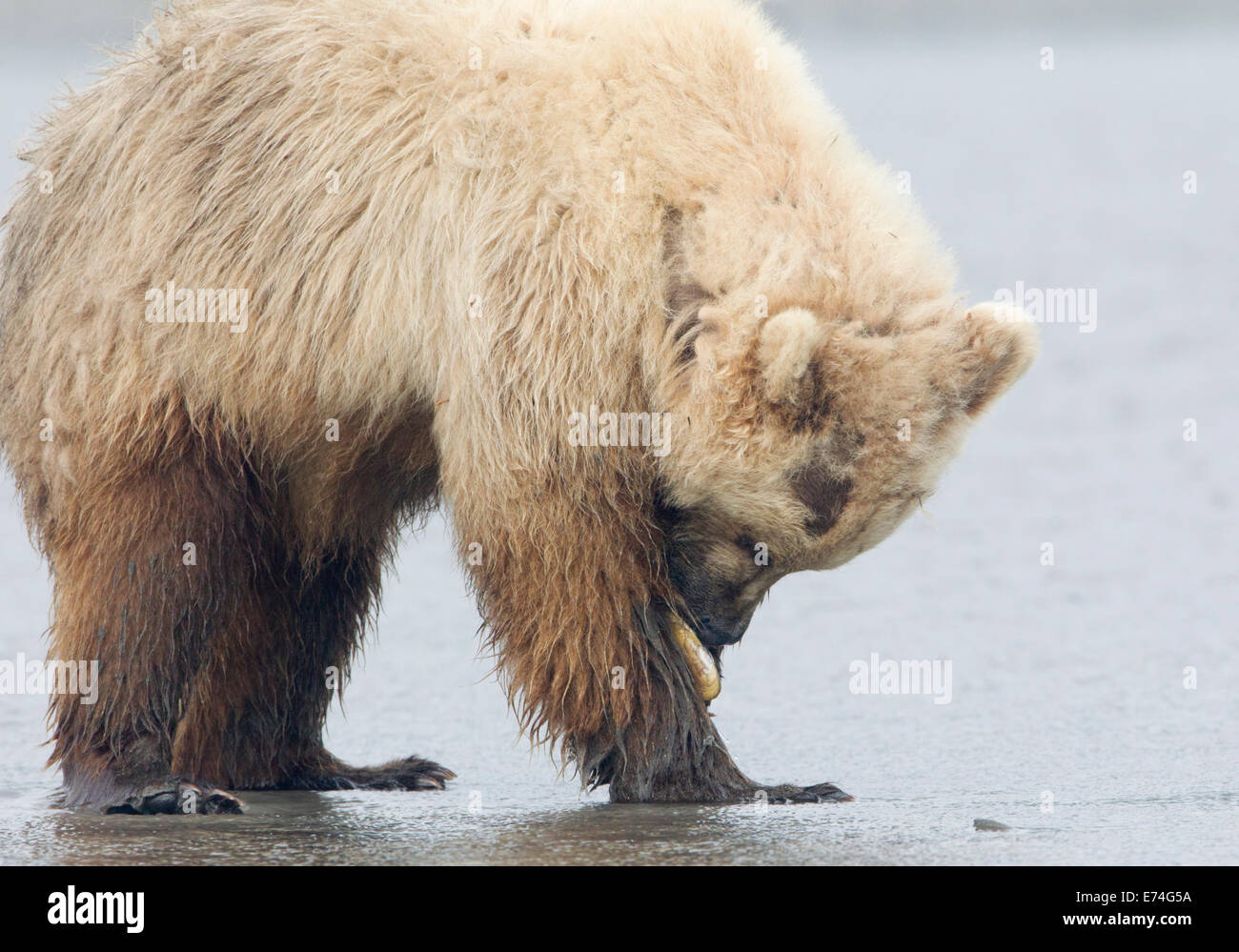 Alaska Blonde Brown Bear eating razor clam Stock Photo - Alamy