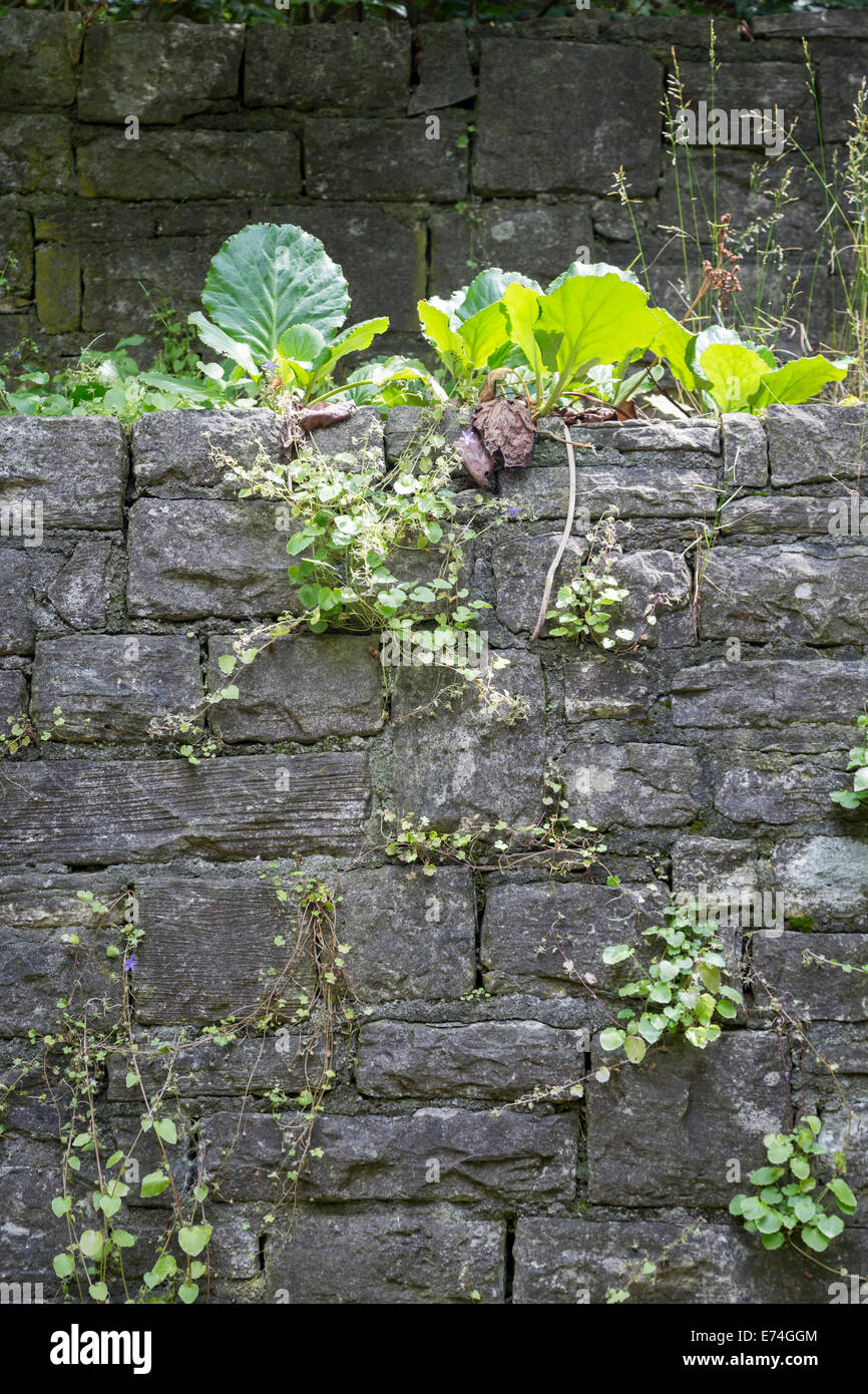 Vegetated wall hi-res stock photography and images - Alamy