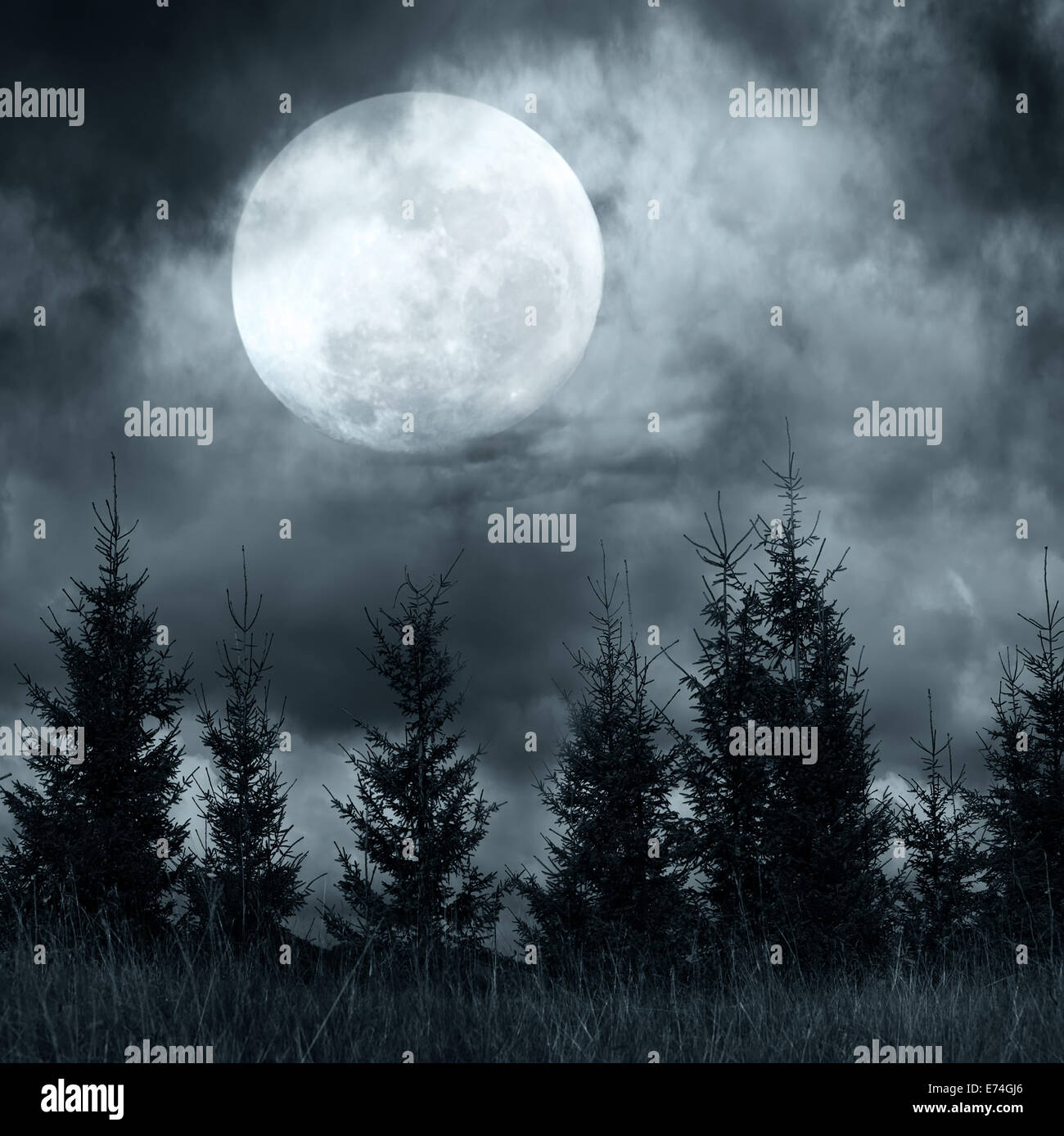 Forest With Moon Photography