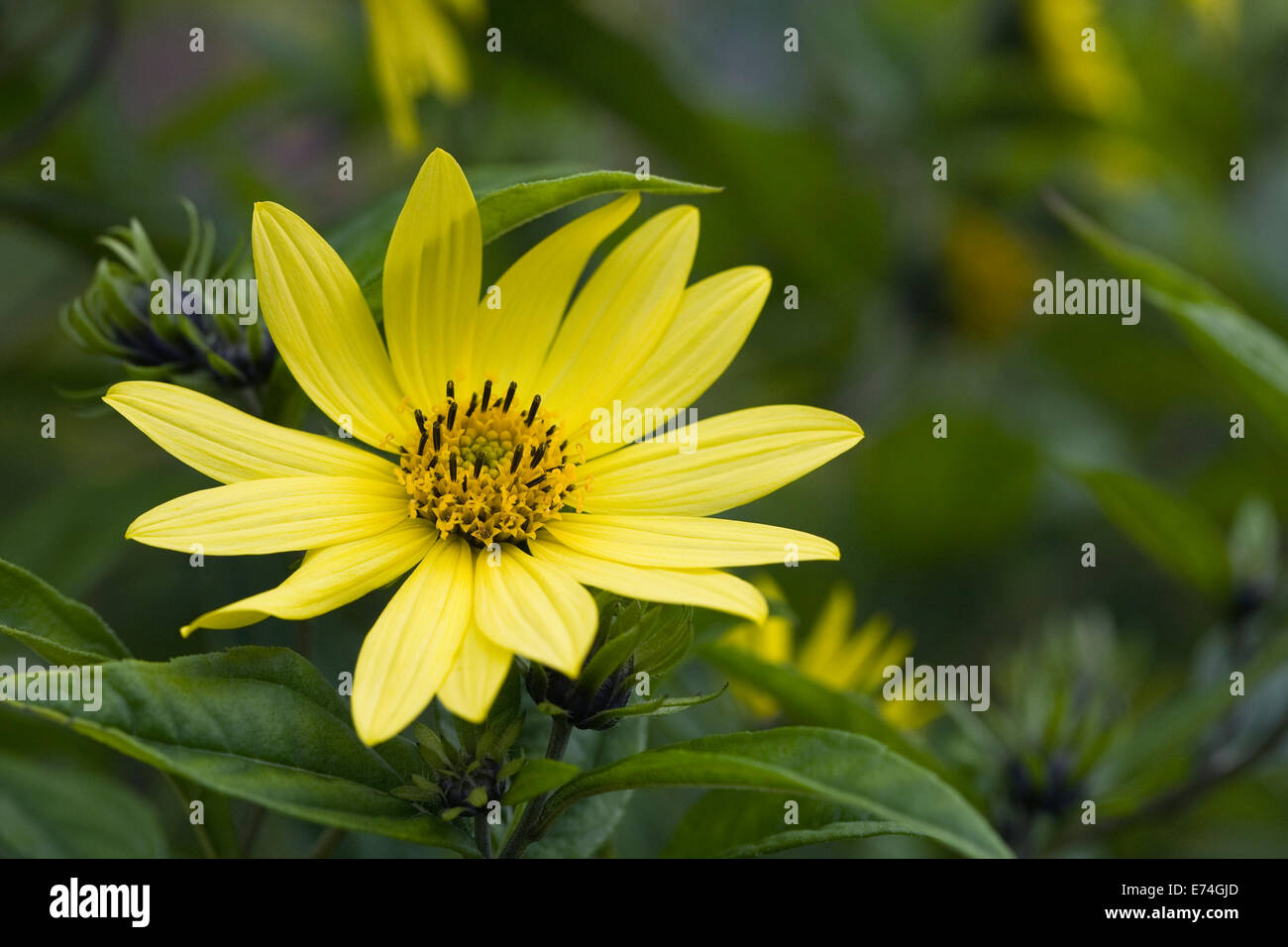 Helianthus 'Lemon Queen'. Perennial sunflowers growing in an herbaceous ...