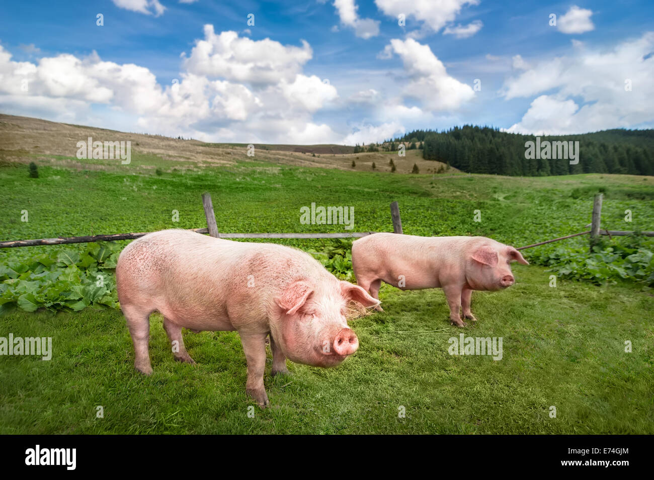 Cute pigs grazing at summer meadow at mountains pasturage under blue ...