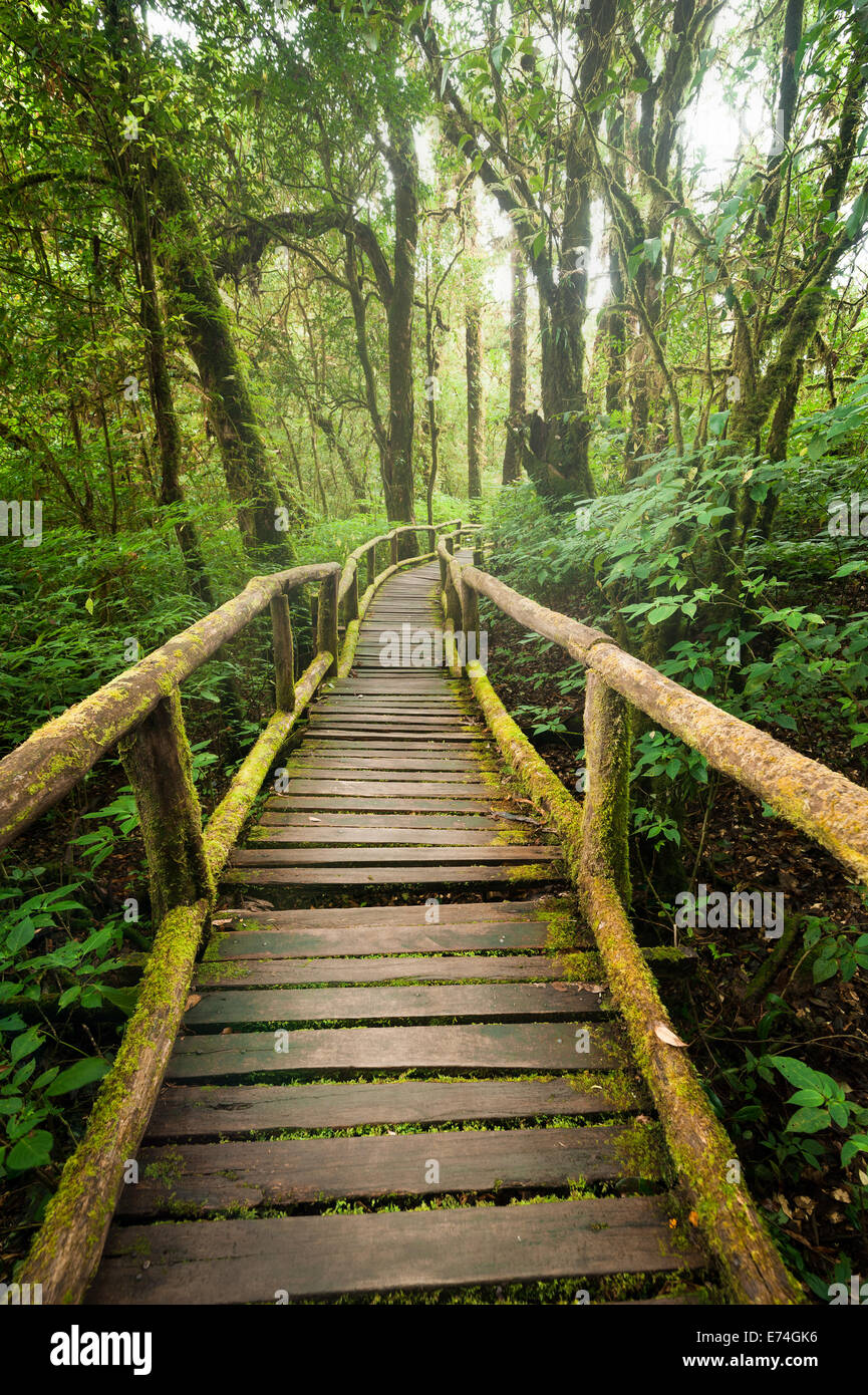 Rain rainforest bridge wood hi-res stock photography and images - Alamy
