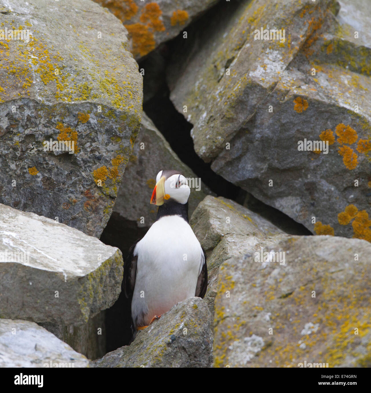 Horned Puffin between big boulders Duck Island Alaska Stock Photo - Alamy