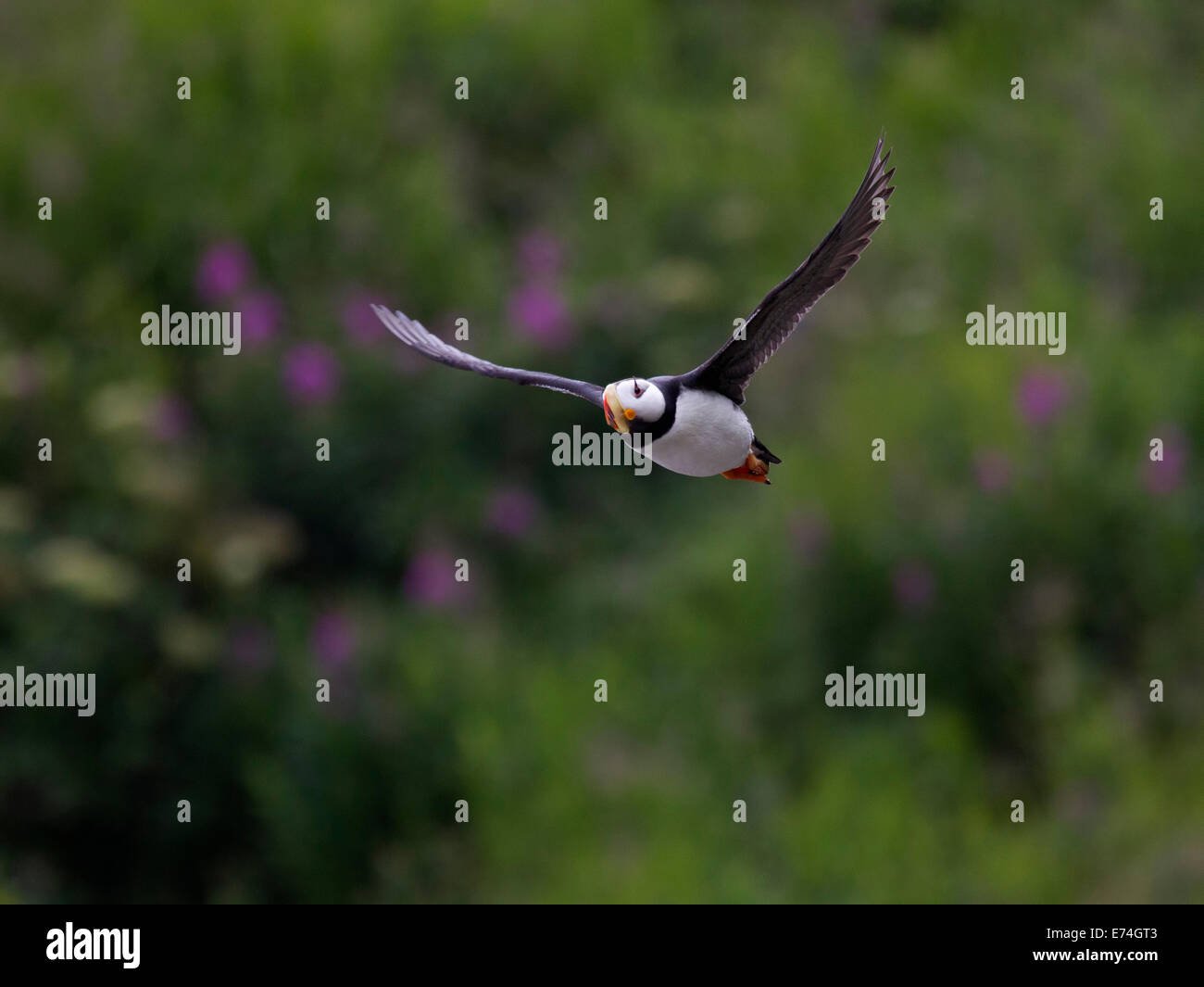 Horned Puffin in Flight Stock Photo - Alamy