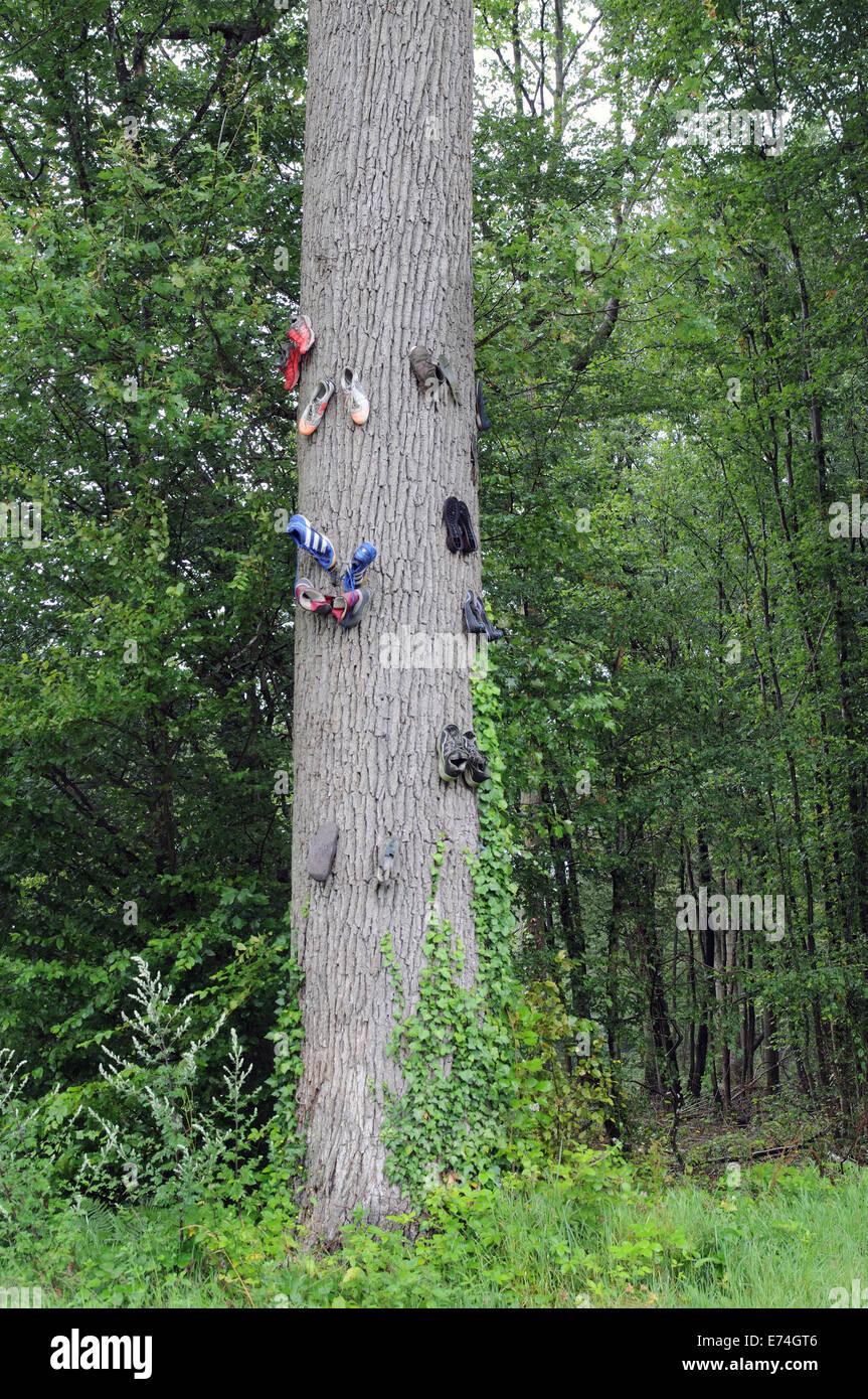Shoes tree hi-res stock photography and images - Alamy