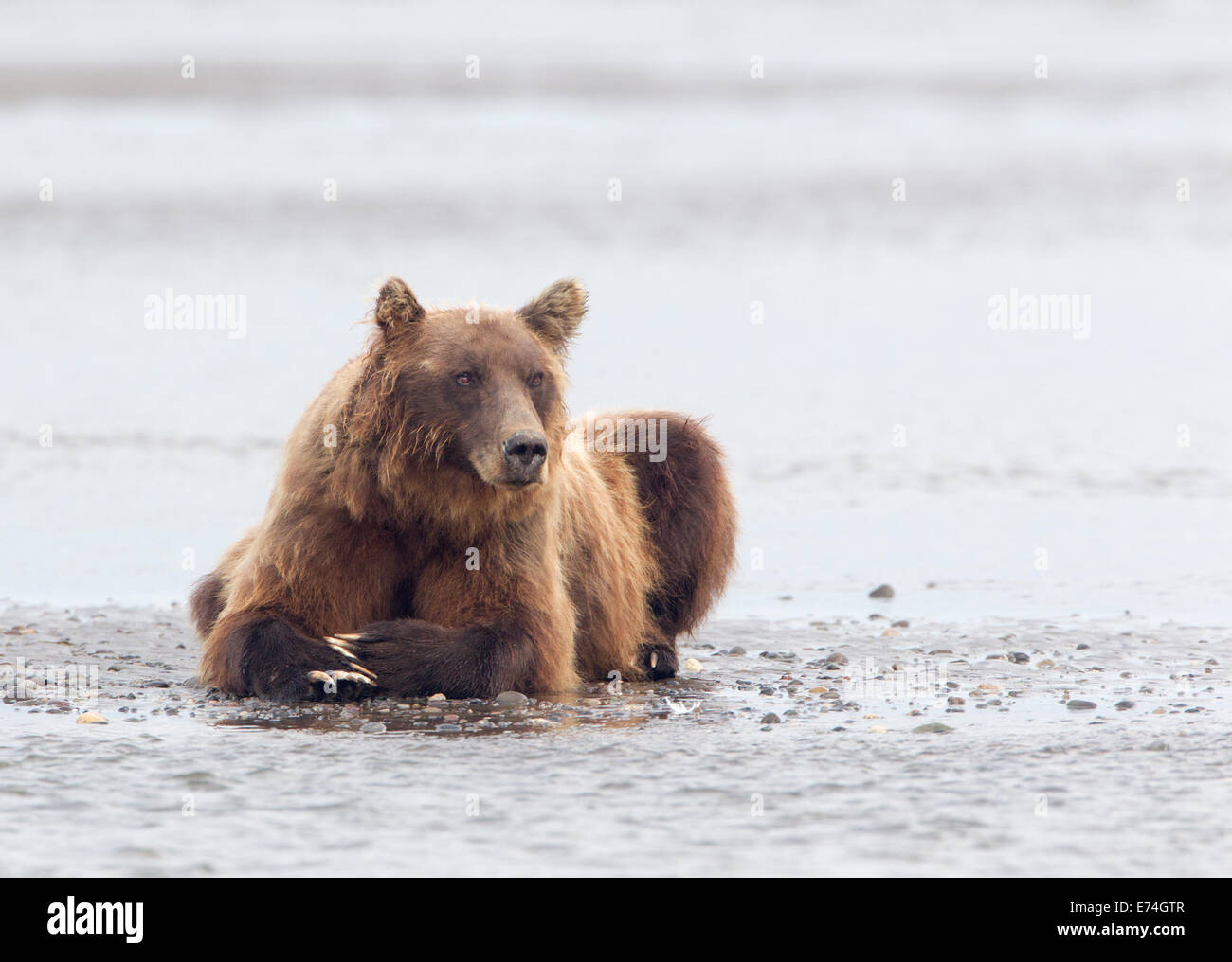 Alaska Brown Bear Lying Down Stock Photo - Alamy