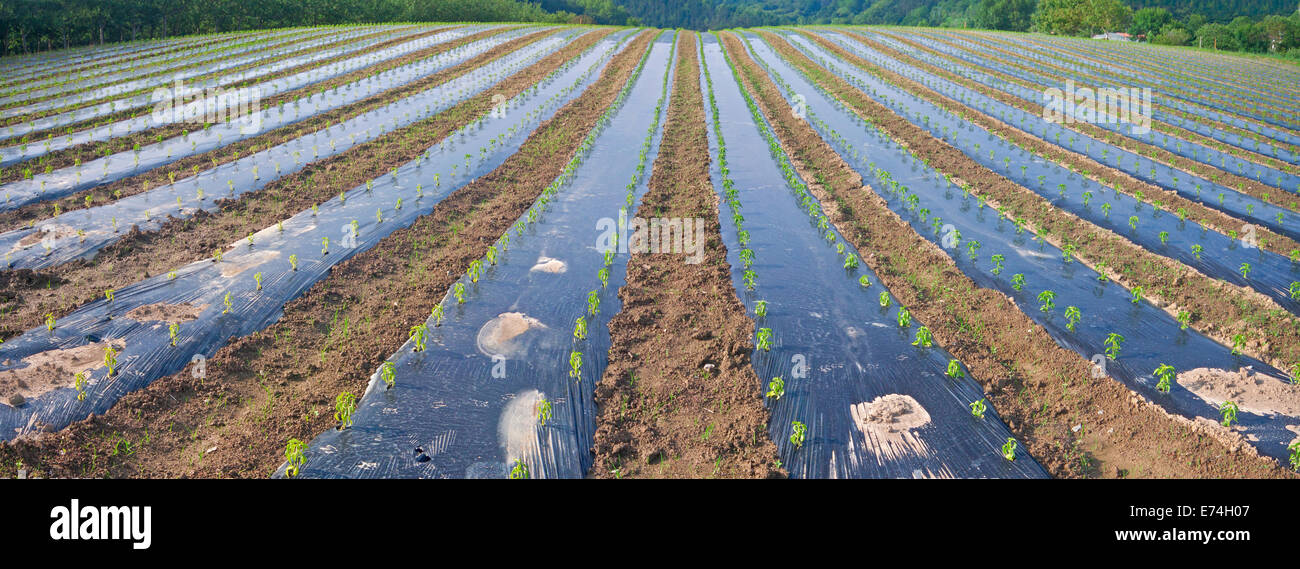 agriculture, food, farm in the Basque country Stock Photo - Alamy