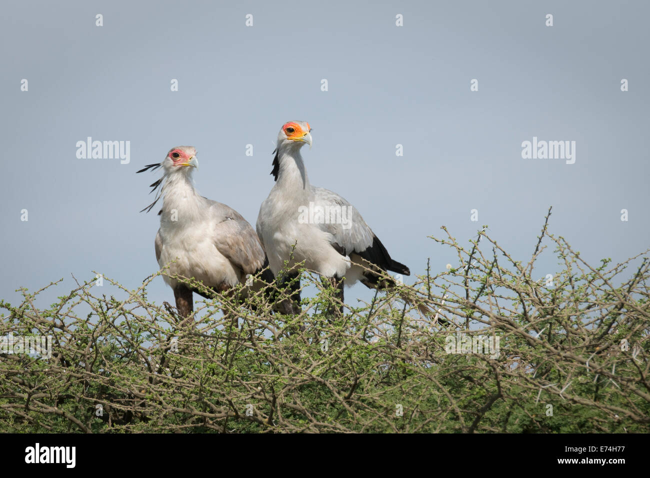 Secretary birds hi-res stock photography and images - Alamy
