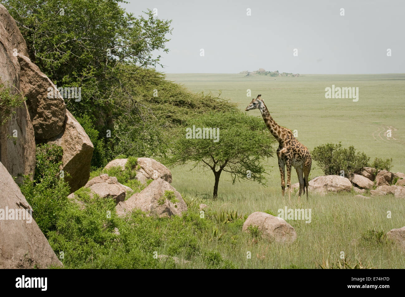 Giraffe in the plains hi-res stock photography and images - Alamy