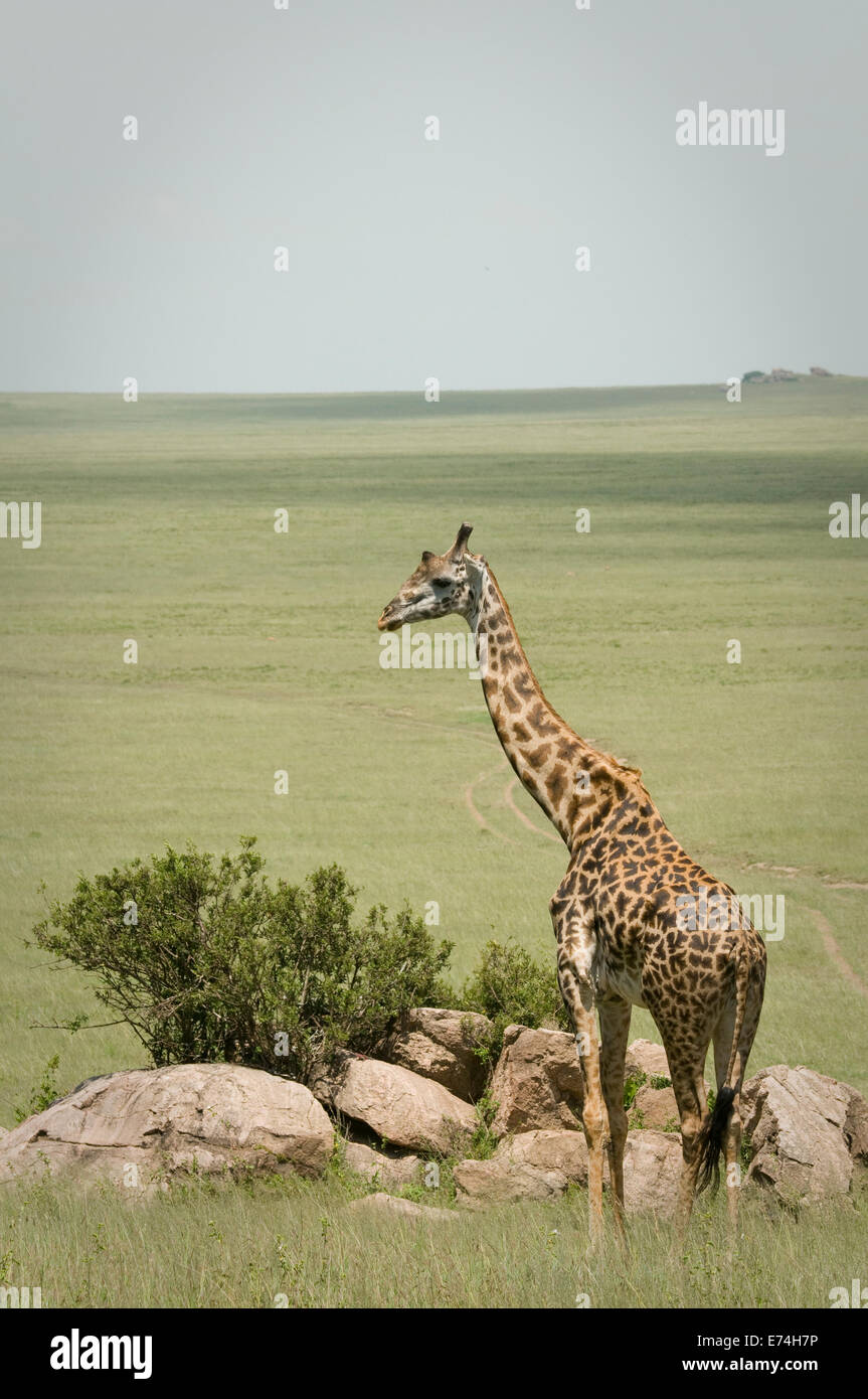 Vertical landscape plains hi-res stock photography and images - Alamy