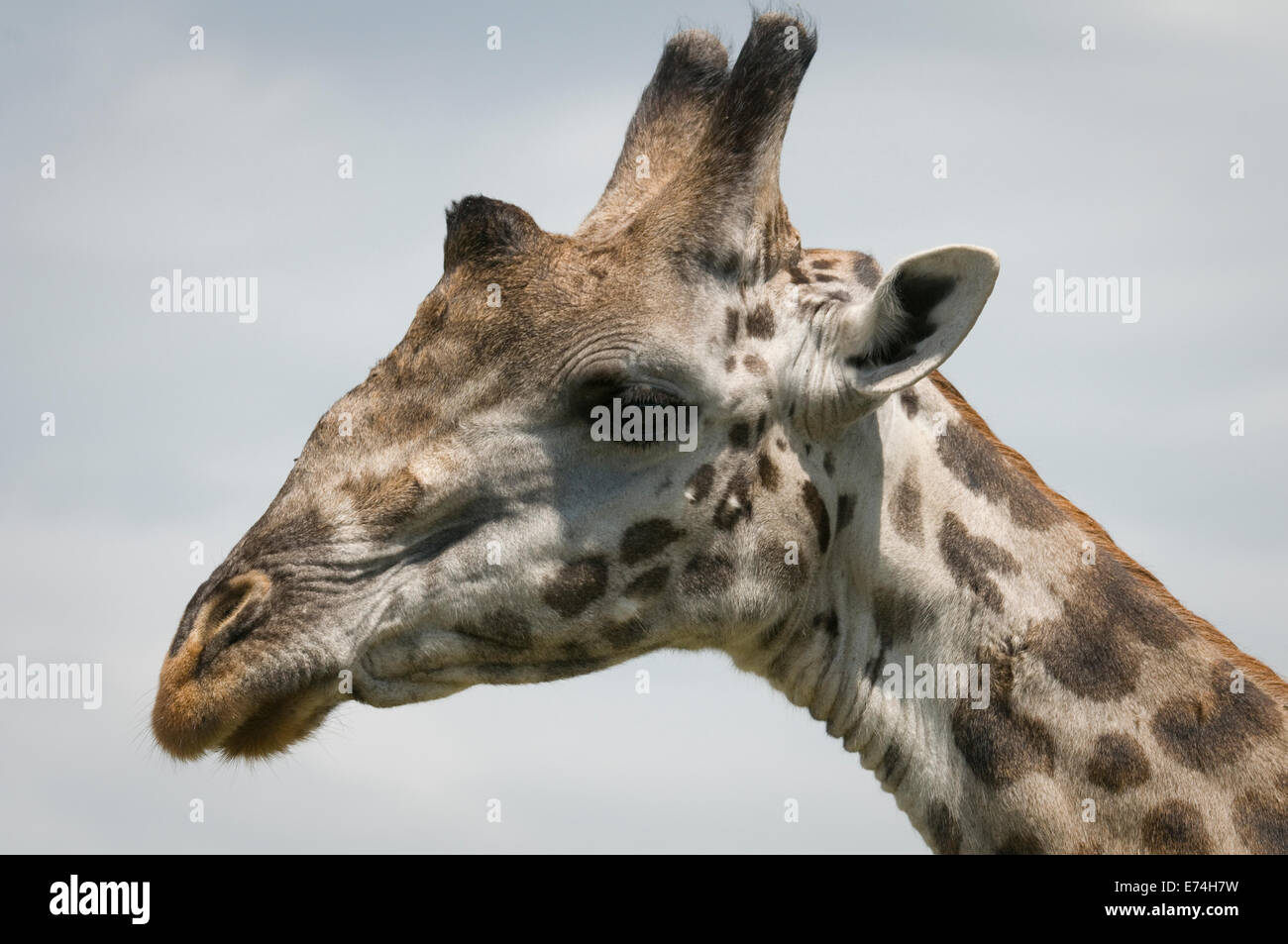 Masai giraffe-head shot Stock Photo - Alamy