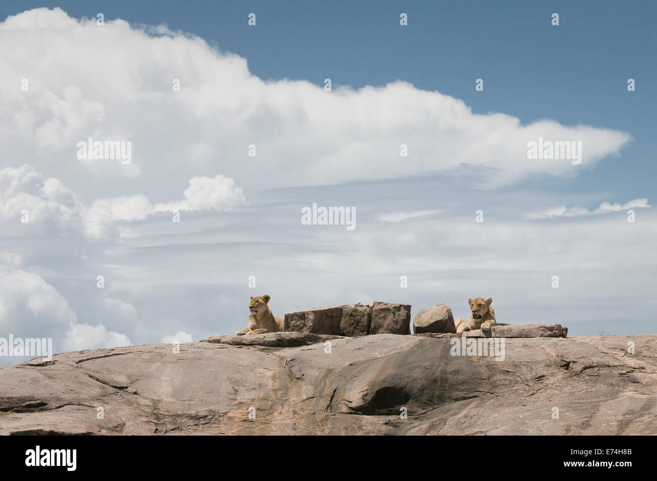 Lions kopje africa hi-res stock photography and images - Alamy