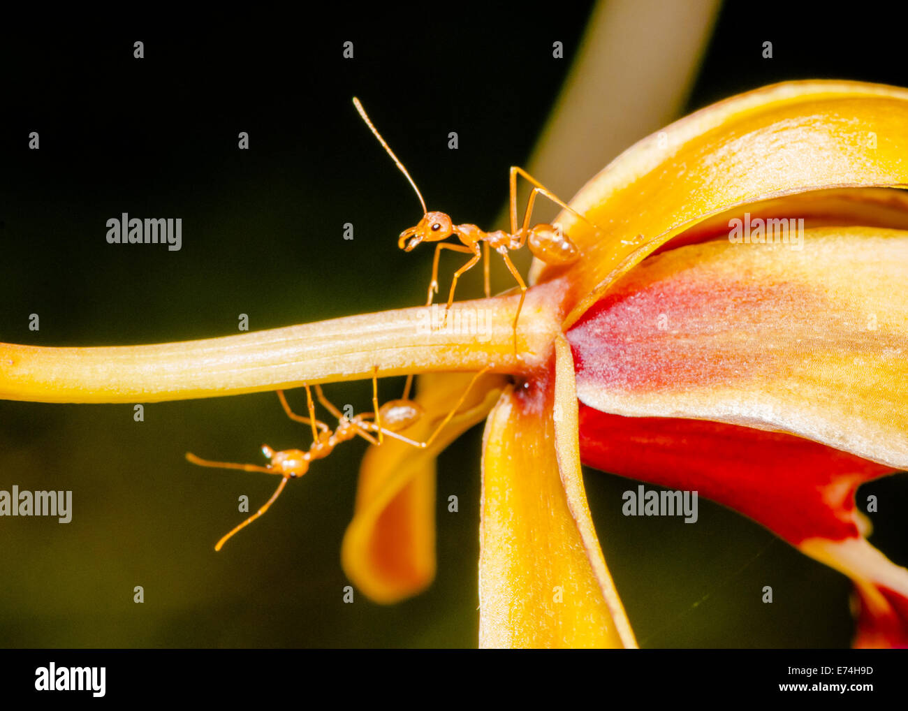 Macro shot of ant walking on a colored orchid flower Stock Photo - Alamy