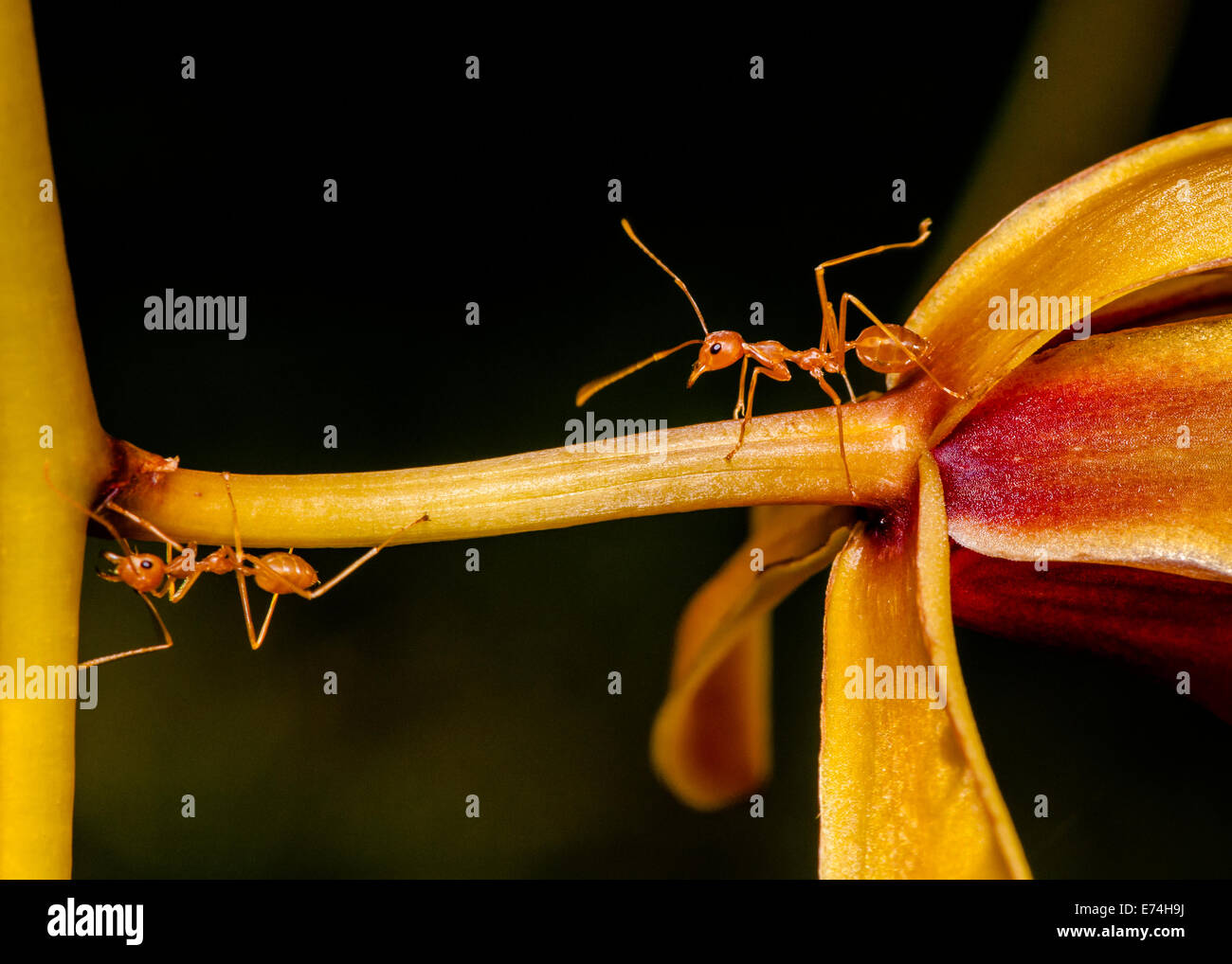 Macro shot of ant walking on a colored orchid flower Stock Photo - Alamy