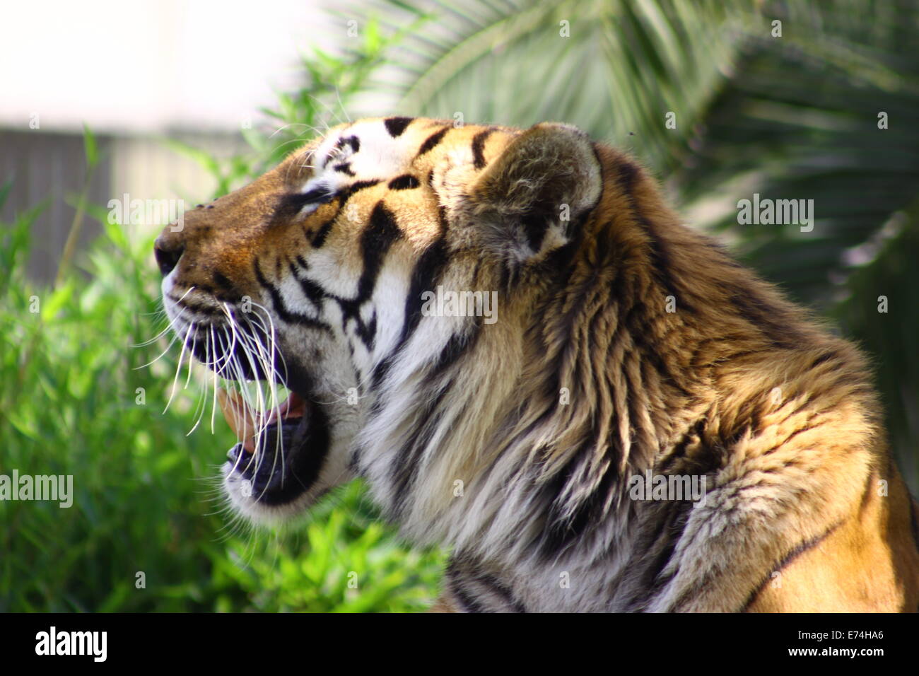 Tiger roar hi-res stock photography and images - Alamy