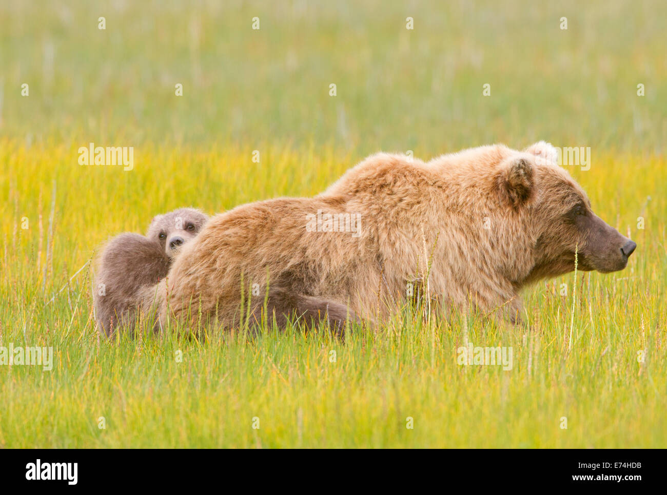 Alaska Brown Bear Spring Cub and Sow Stock Photo - Alamy