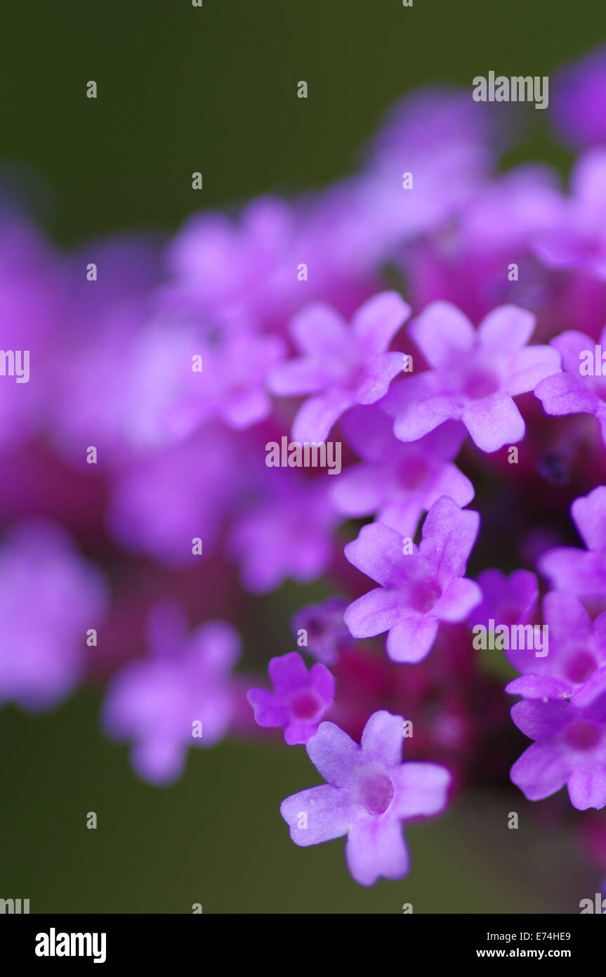 Close up of the tiny individual flowers of Verbena bonariensis Stock ...