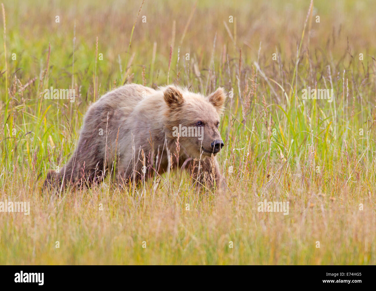 Alaska Brown Bear Spring Cub Walking in Meadow Stock Photo - Alamy