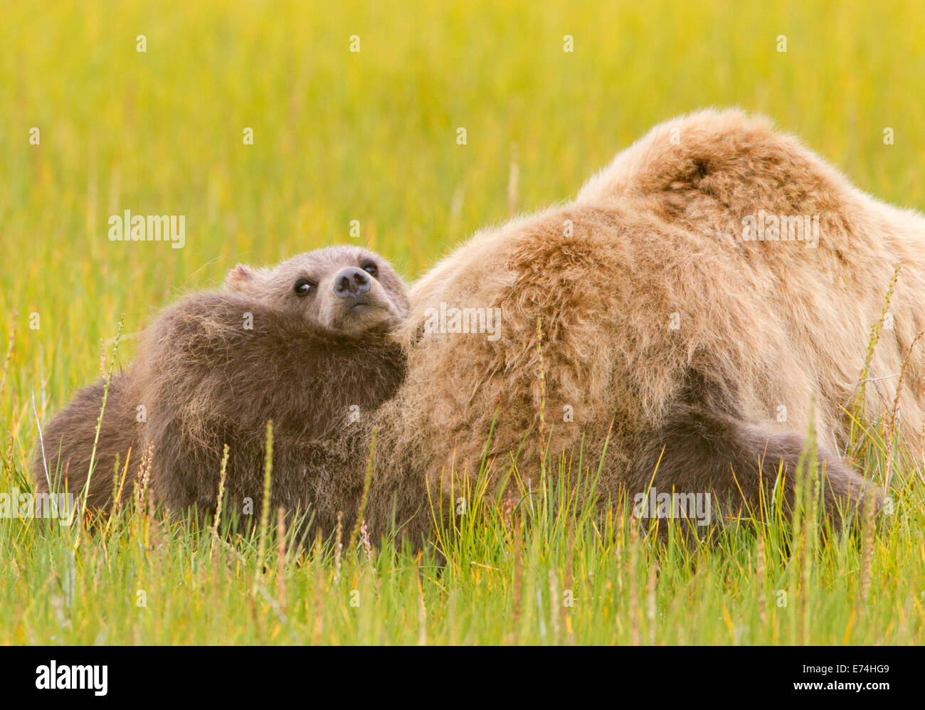 Bear cub resting hi-res stock photography and images - Alamy