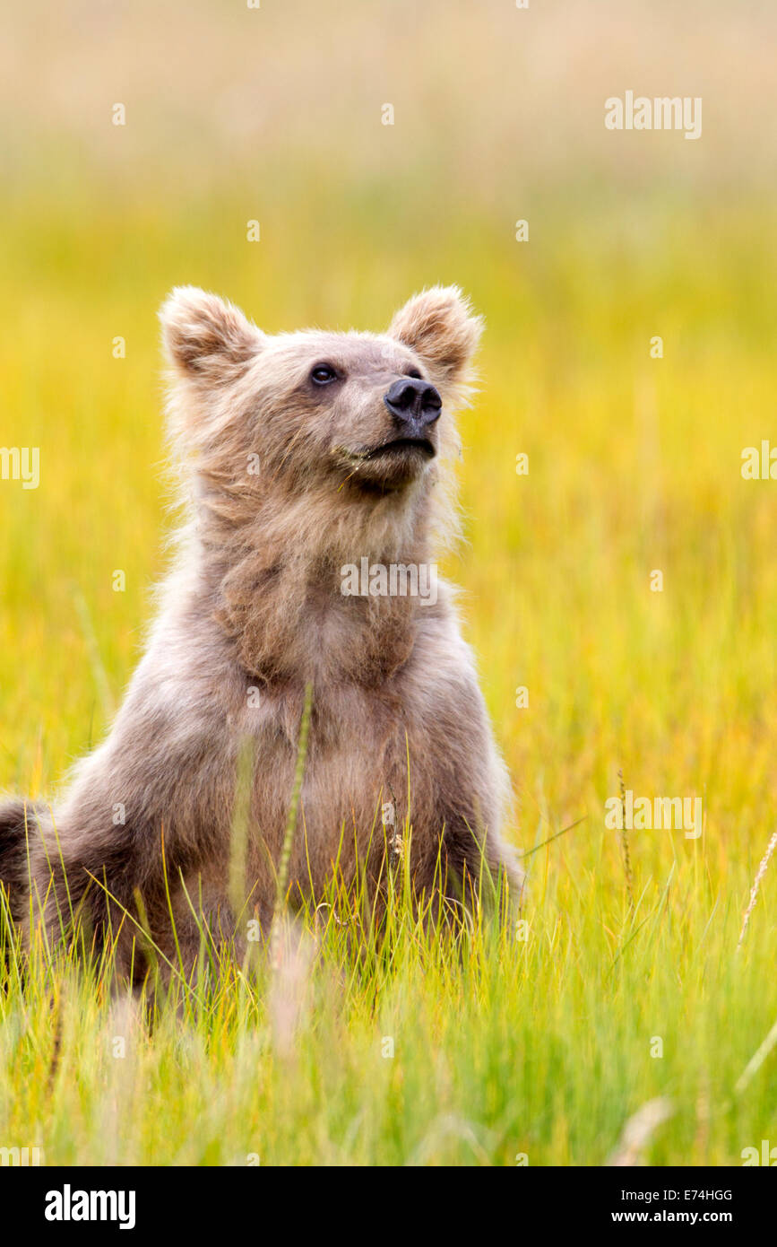 Alaska Brown Bear Spring Cub Sniffing the Air Stock Photo - Alamy