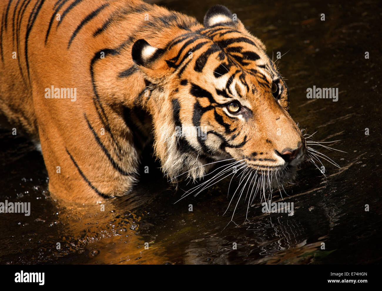 Tiger stalking prey hi-res stock photography and images - Alamy