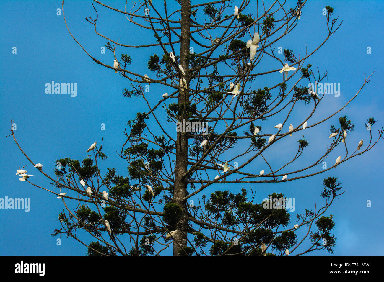 Bunya nut tree hi-res stock photography and images - Alamy