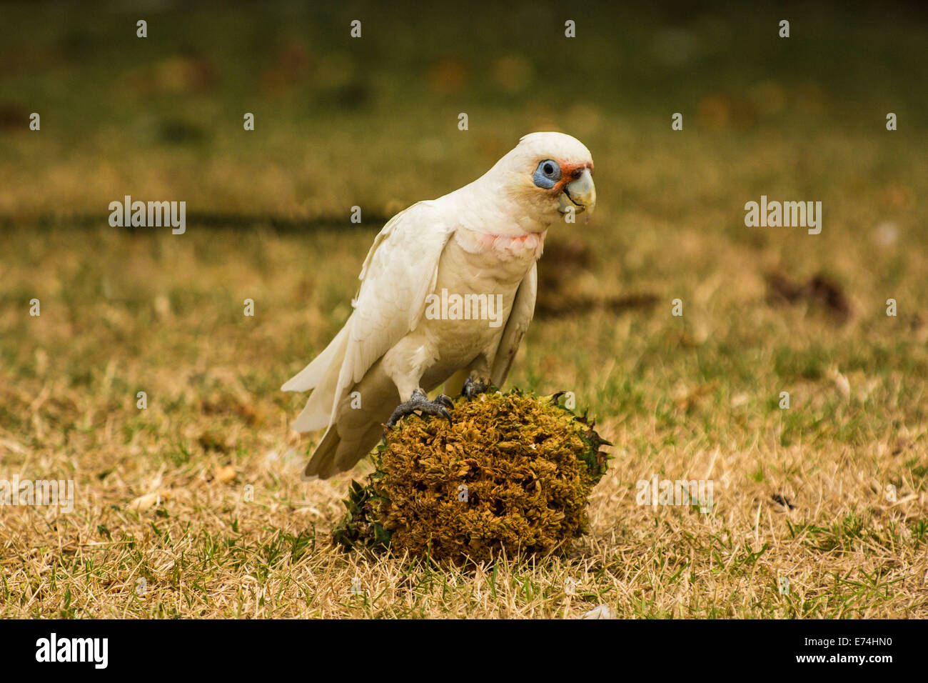 Bunya nuts hi-res stock photography and images - Alamy