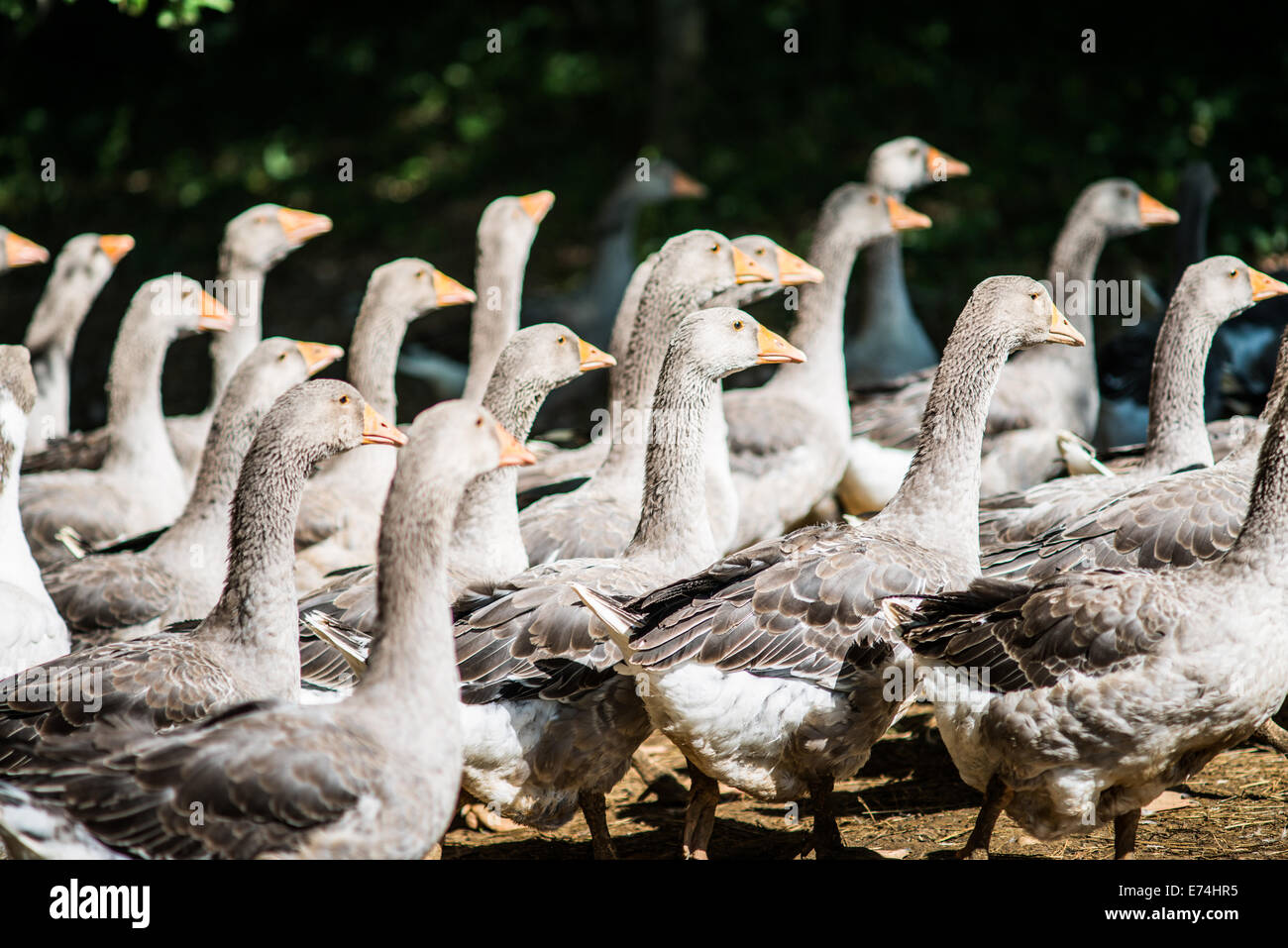 Geese raised for goose liver pate on farm, Dordogne, Aquitaine, France ...