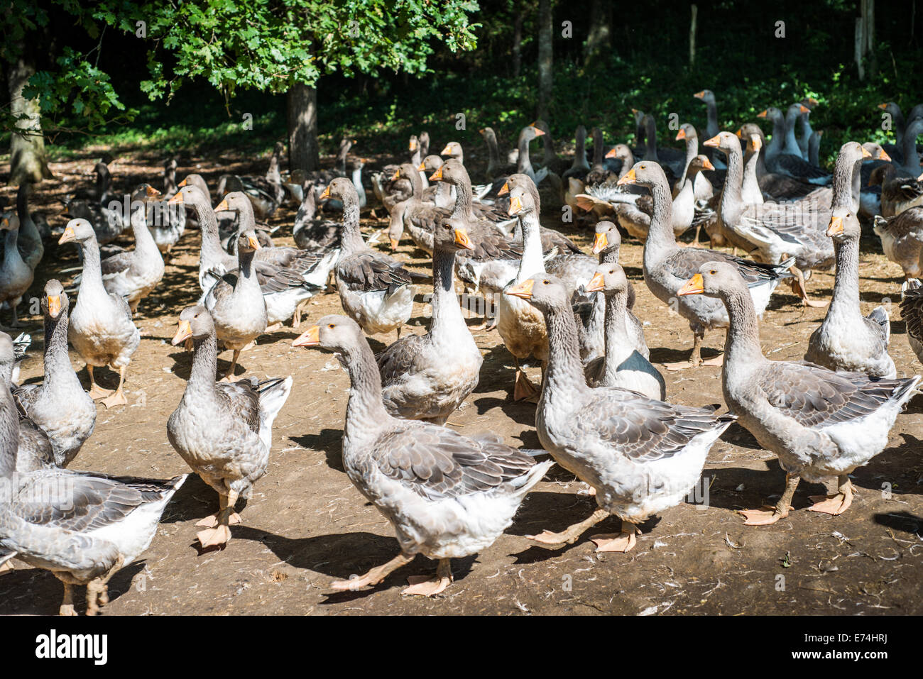 Geese raised for goose liver pate on farm, Dordogne, Aquitaine, France ...