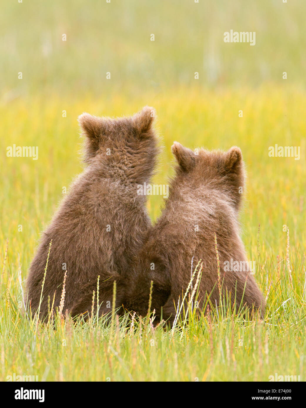 Alaska Brown Bear Cubs Sitting Side by Side Stock Photo - Alamy