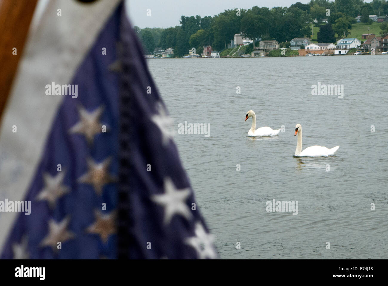 Swans saluting American flag Stock Photo - Alamy