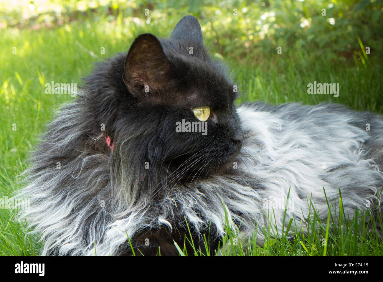 Black and gray cat on grass Stock Photo - Alamy