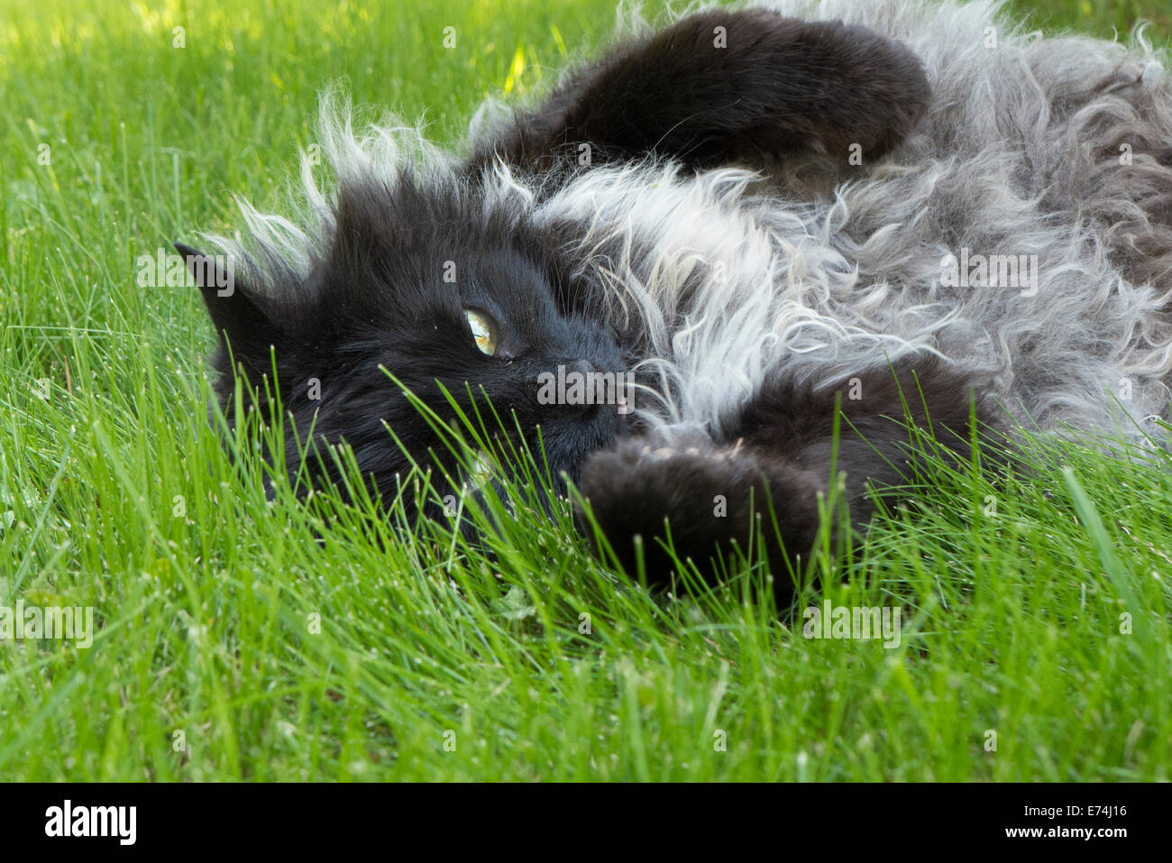 Long haired black white cat hi-res stock photography and images - Alamy