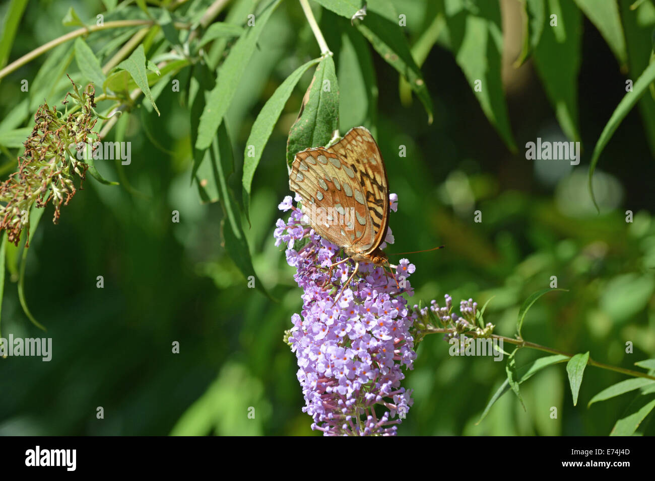 hummingbird month Stock Photo - Alamy