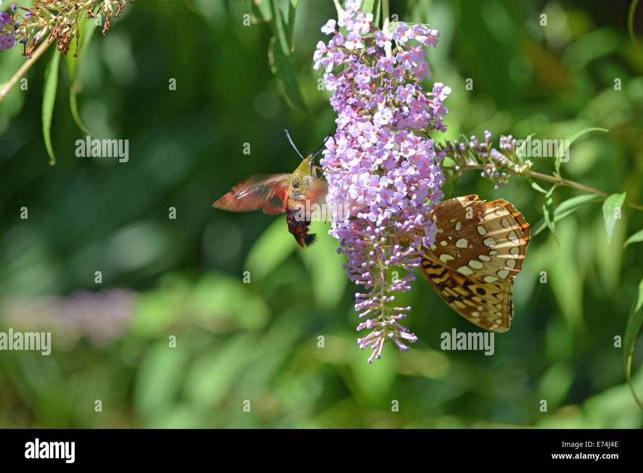 hummingbird month Stock Photo - Alamy