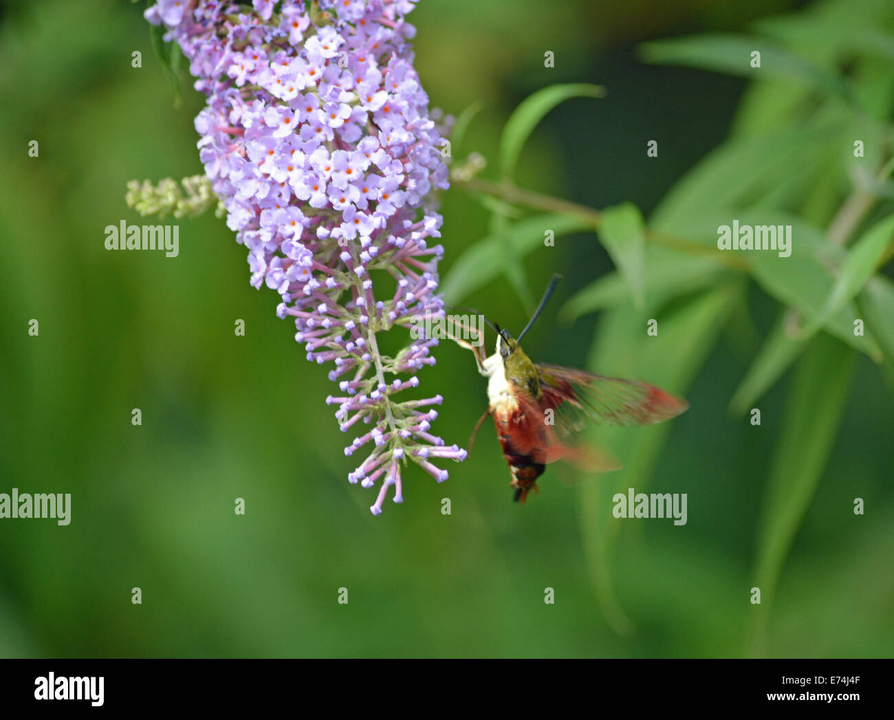 hummingbird month Stock Photo - Alamy