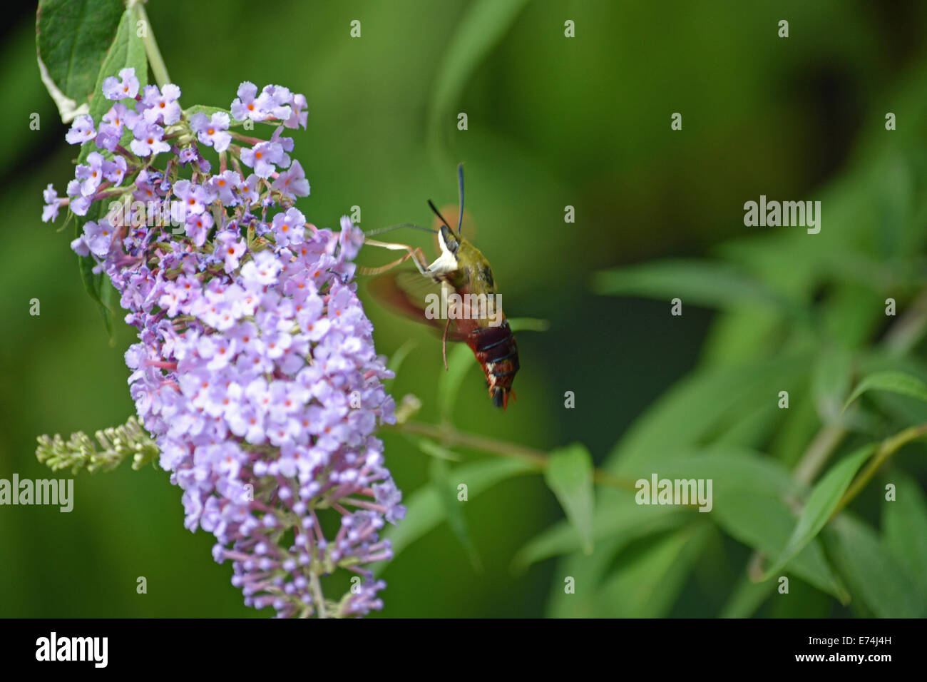 hummingbird month Stock Photo - Alamy