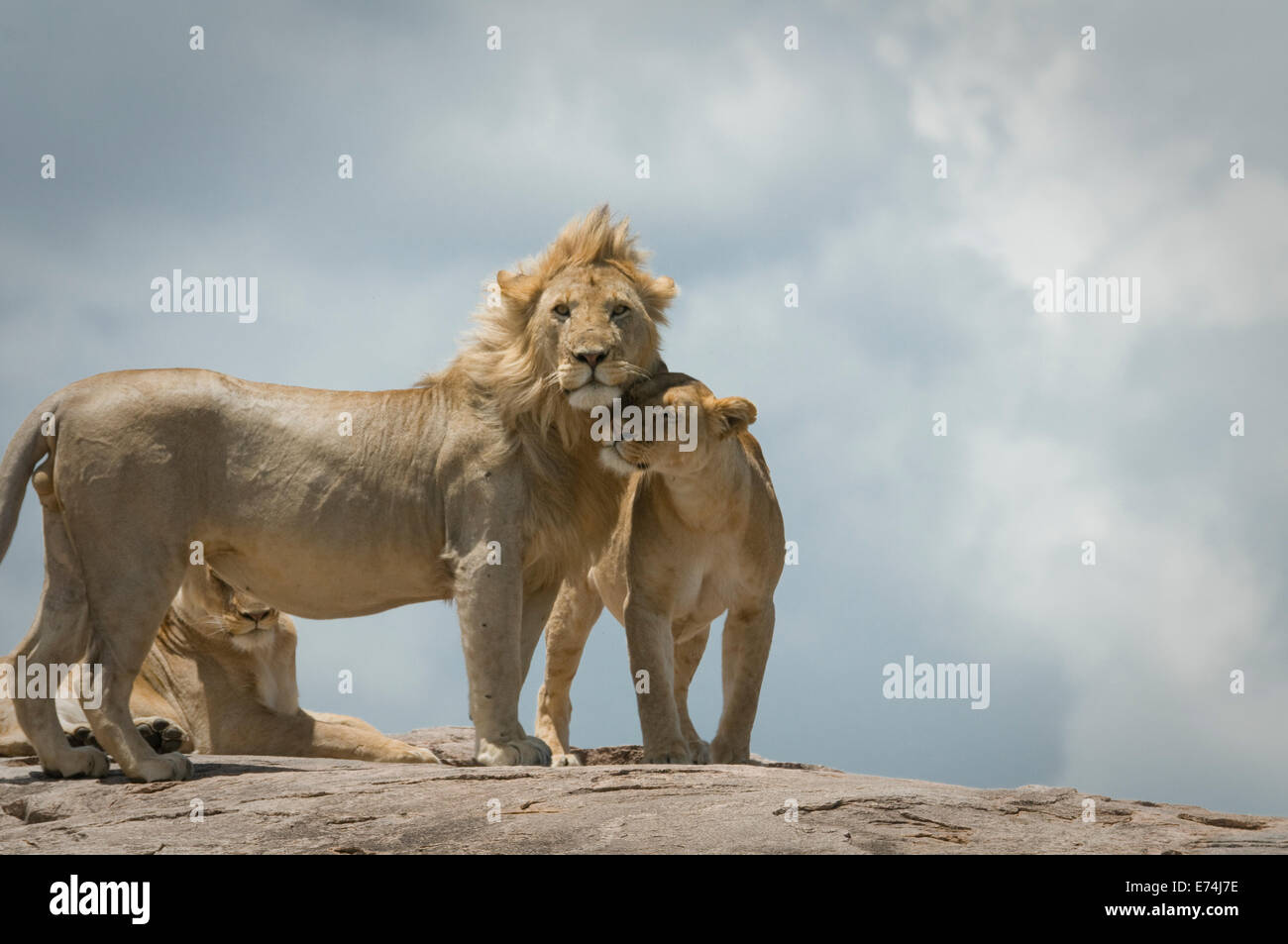 African lions mate hi-res stock photography and images - Alamy