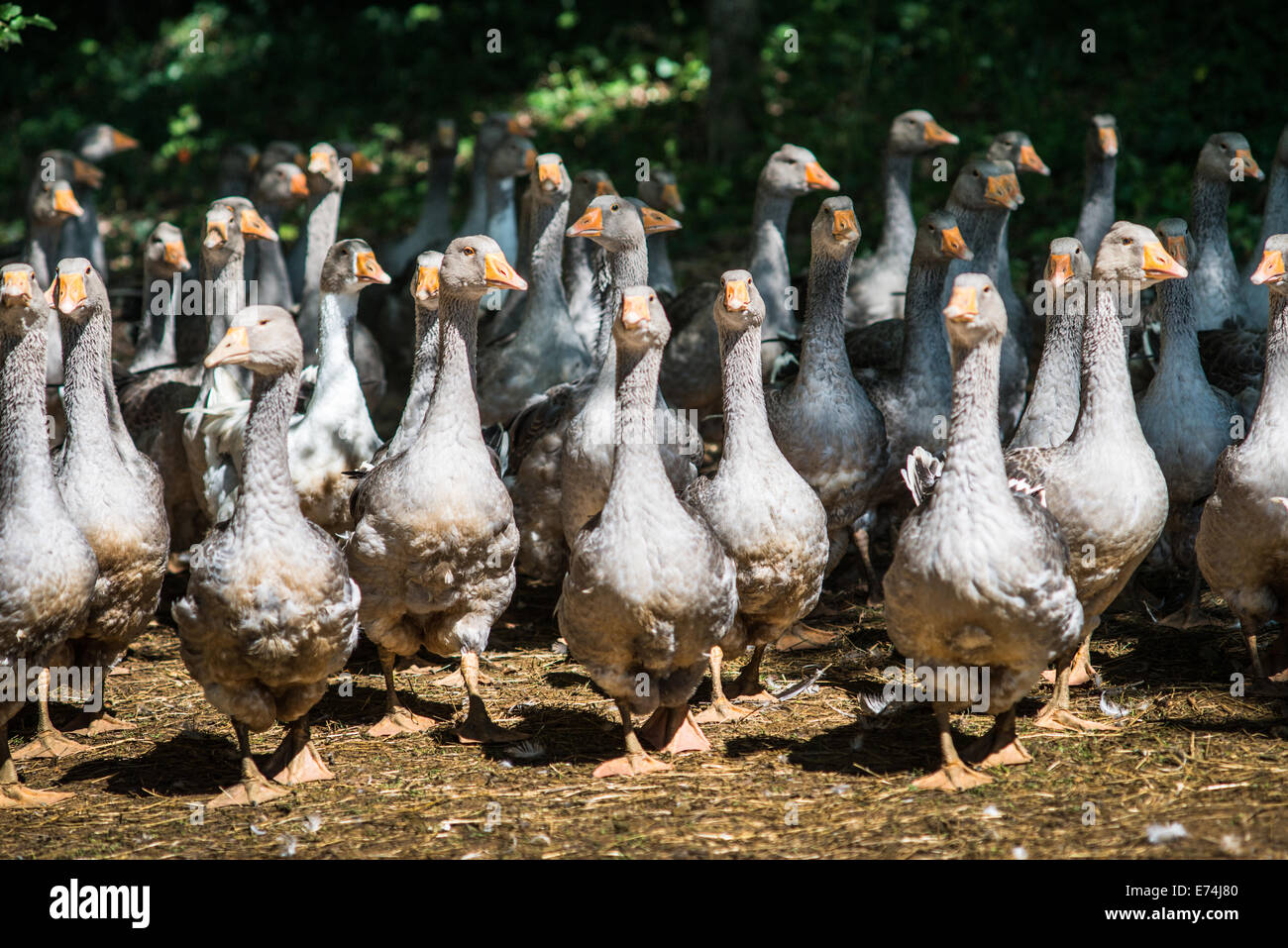 Geese raised for goose liver pate on farm, Dordogne, Aquitaine, France ...