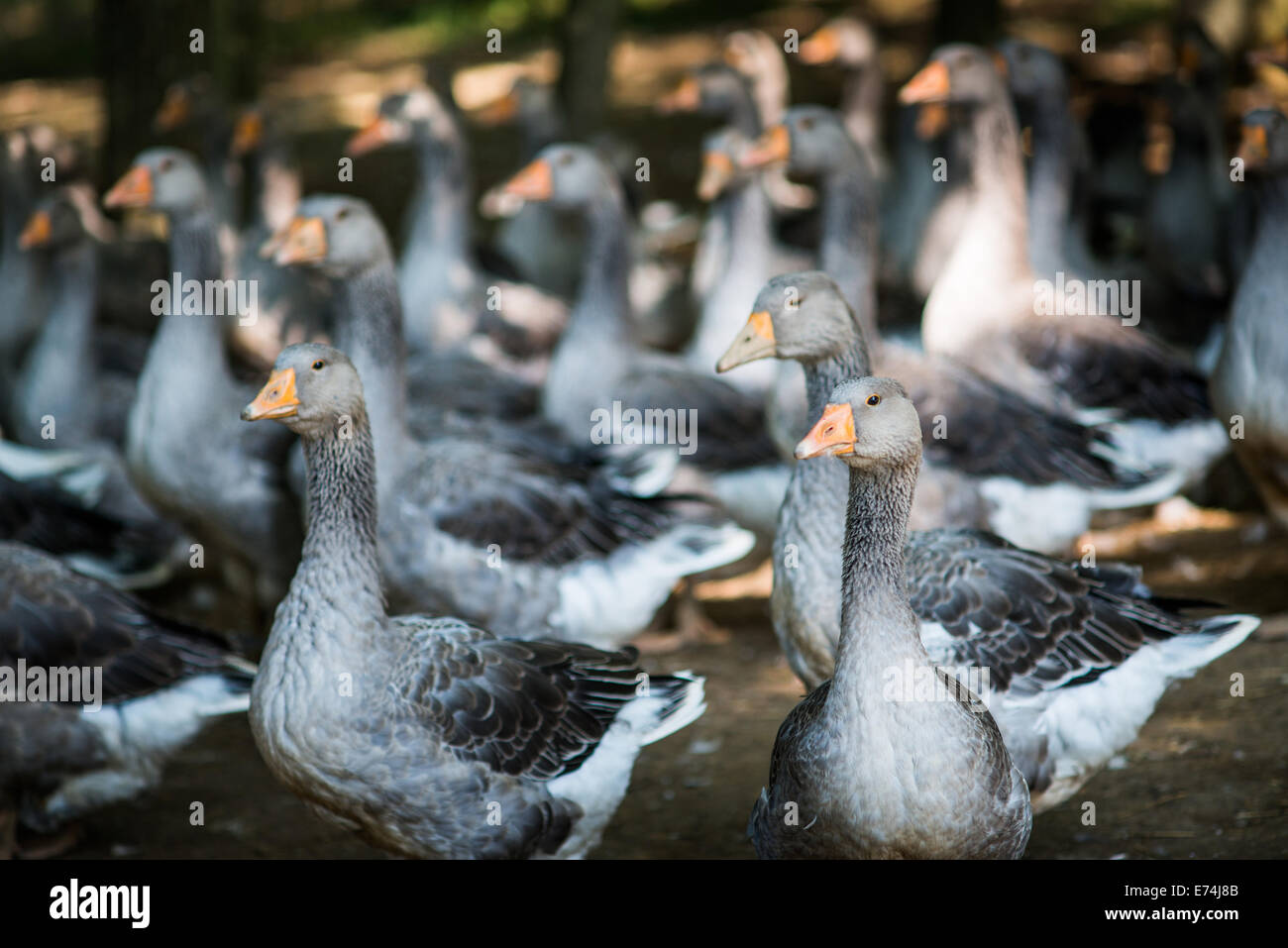 Geese raised for goose liver pate on farm, Dordogne, Aquitaine, France ...