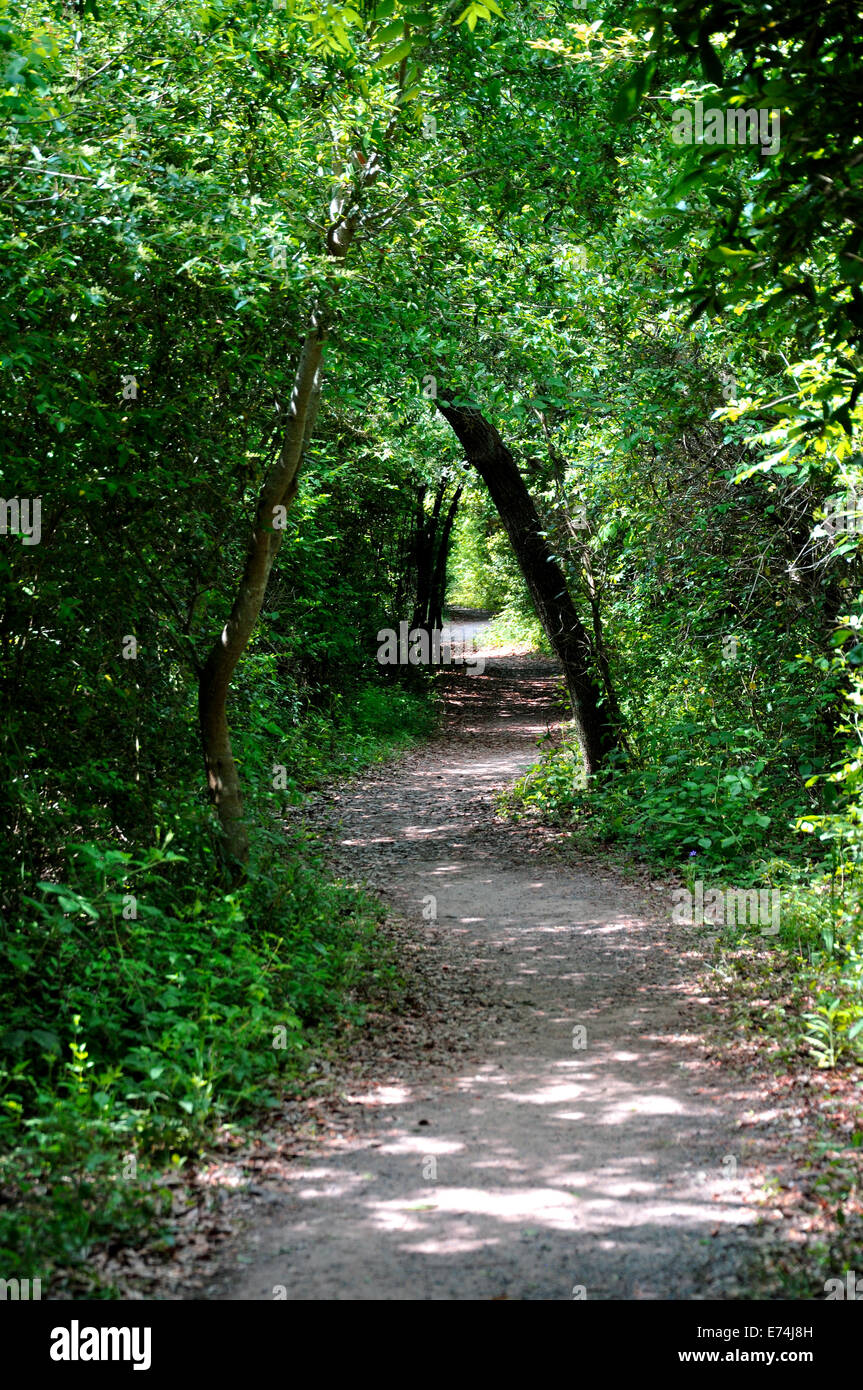 Path among trees Stock Photo - Alamy