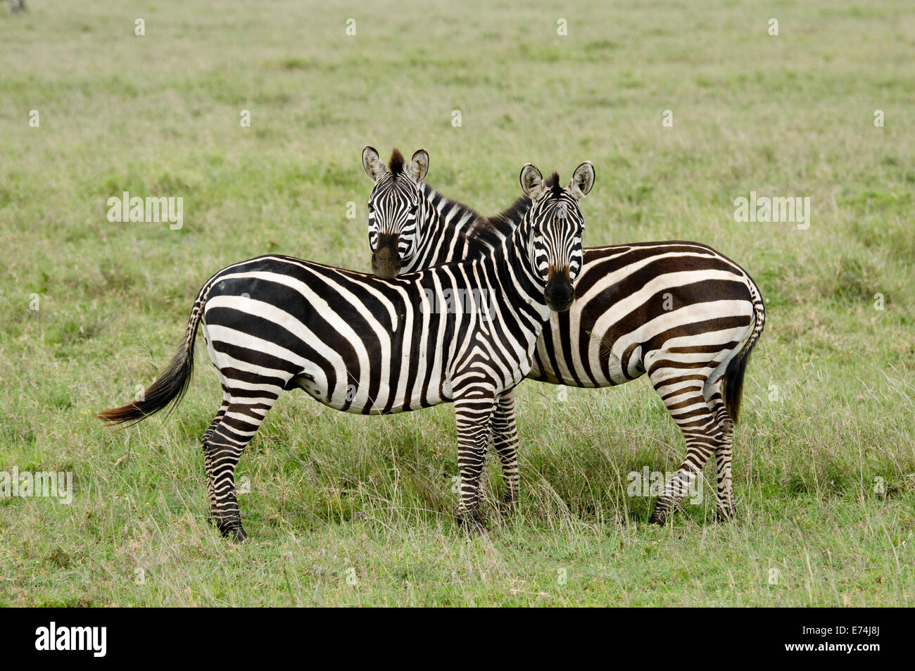 Two Burchell's zebras standing together front to back Stock Photo - Alamy
