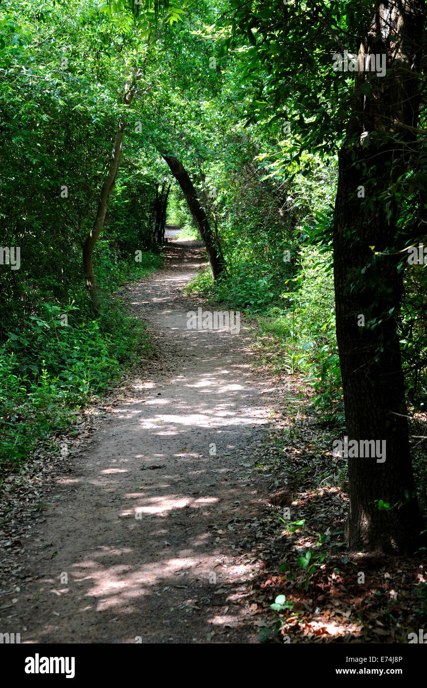 Path among trees Stock Photo - Alamy