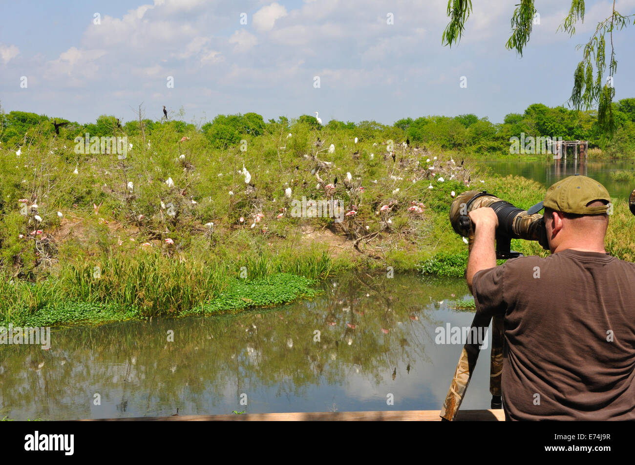 Wildlife photographer at Smith Oaks Bird Sanctuary rookery on High ...