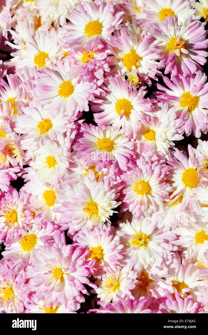 Pink mums hi-res stock photography and images - Alamy