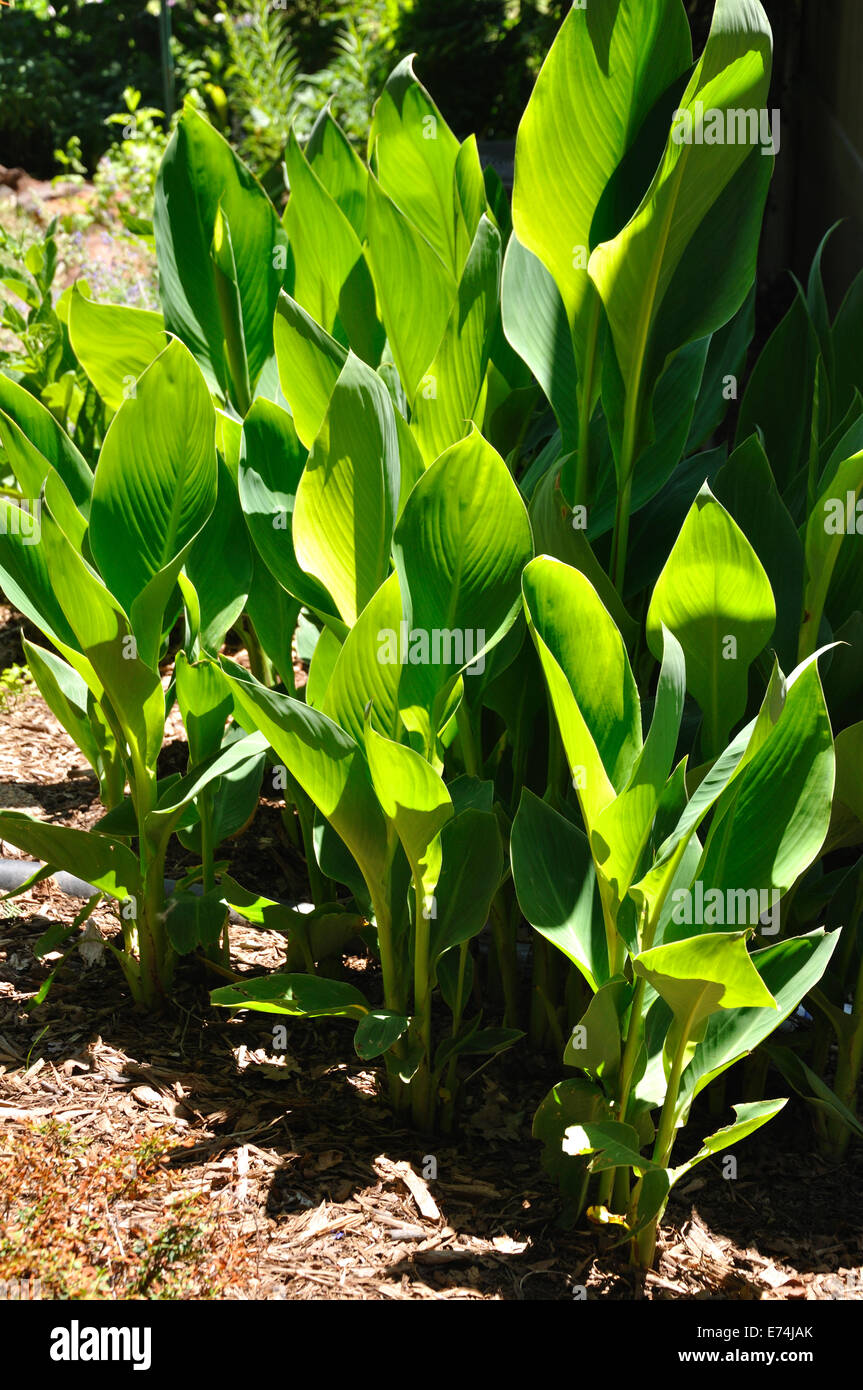 Plants growing in garden Stock Photo - Alamy