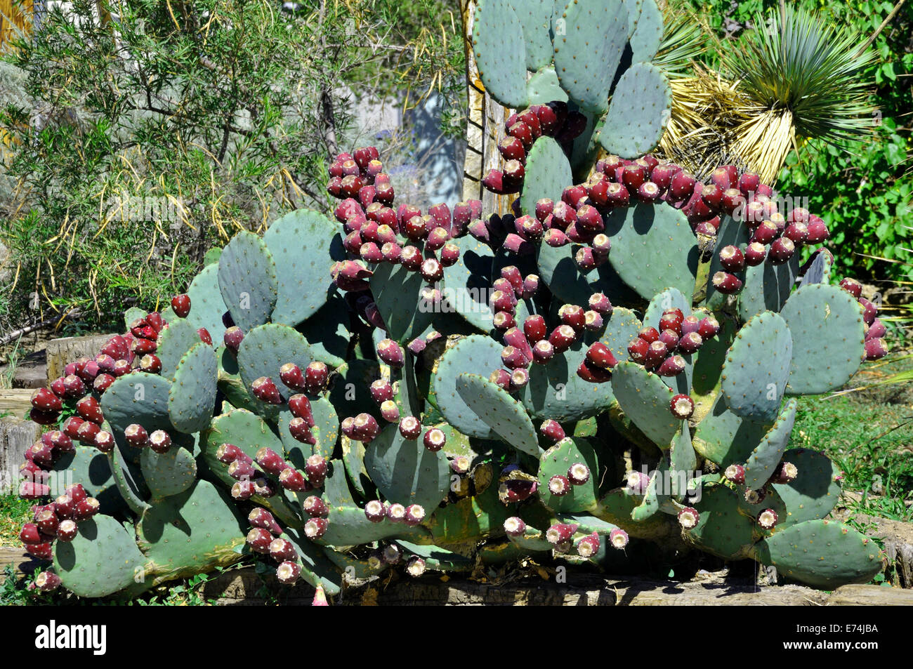 Opuntia prickly pear cactus hi-res stock photography and images - Alamy
