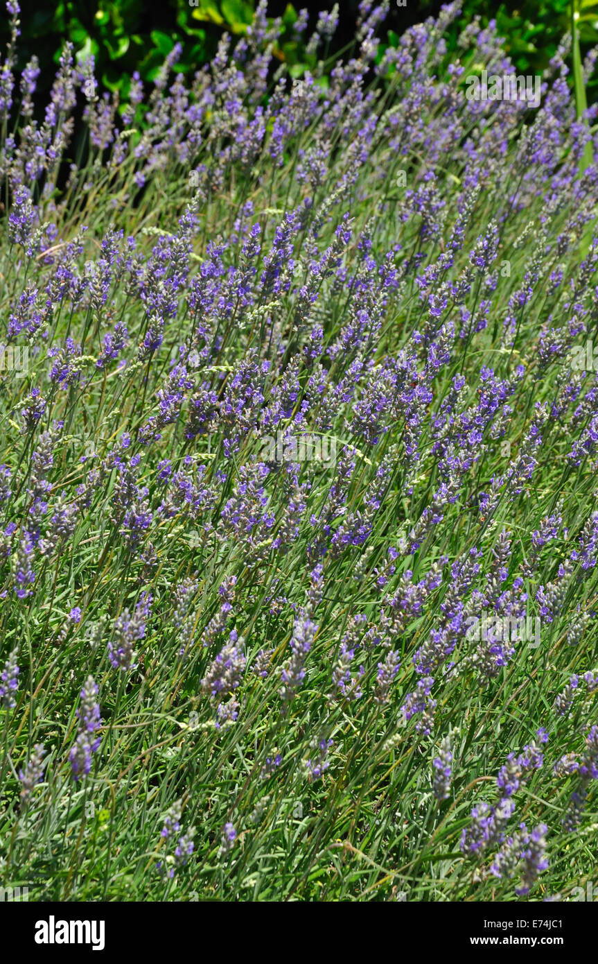 Lavender bush garden hi-res stock photography and images - Alamy