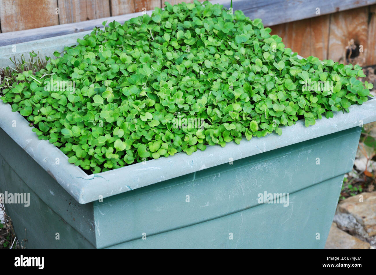 Radish sprouts hi-res stock photography and images - Alamy
